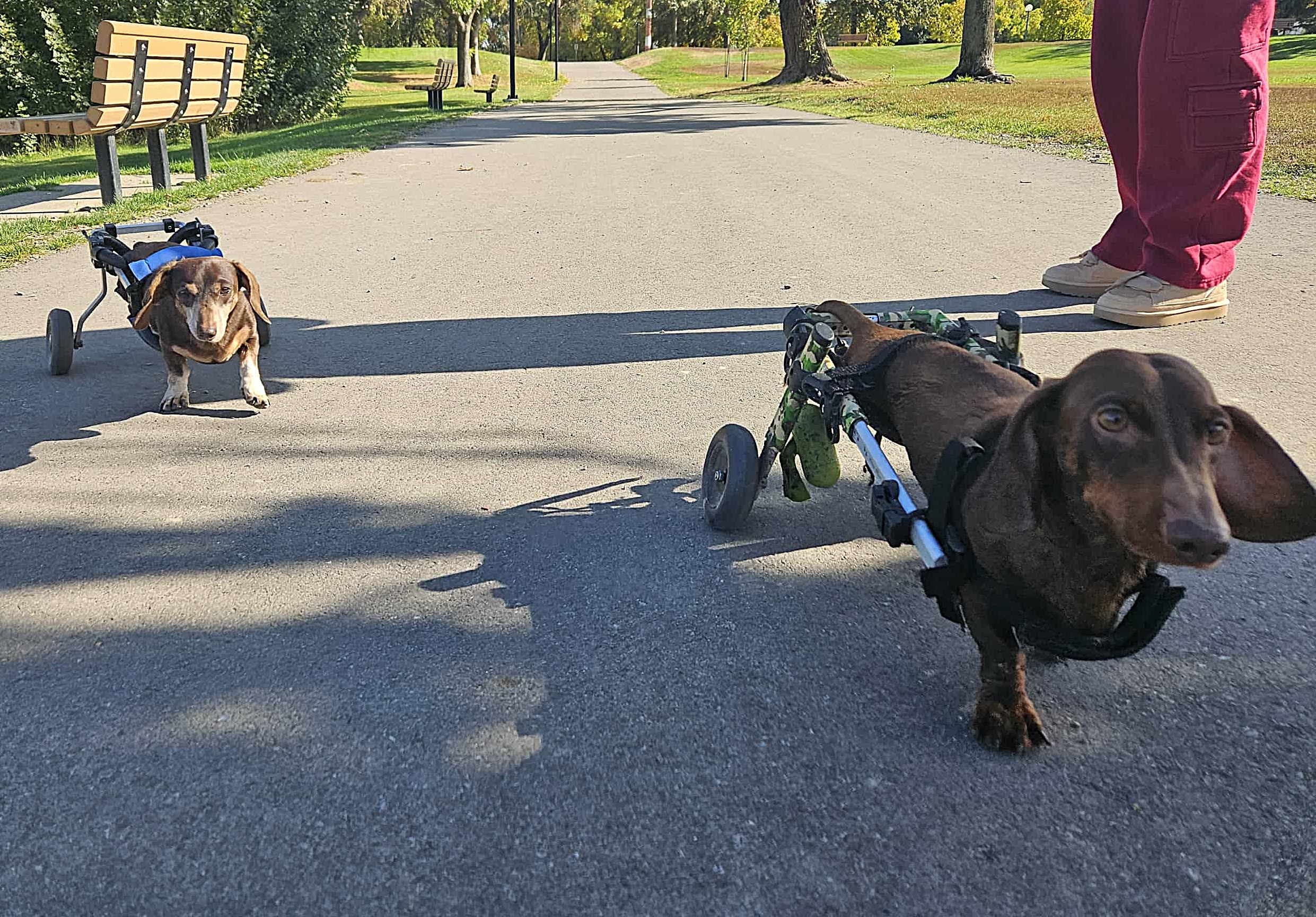 iN VIDEO: Wiener dogs on wheels bring cheer to Kamloops and beyond ...